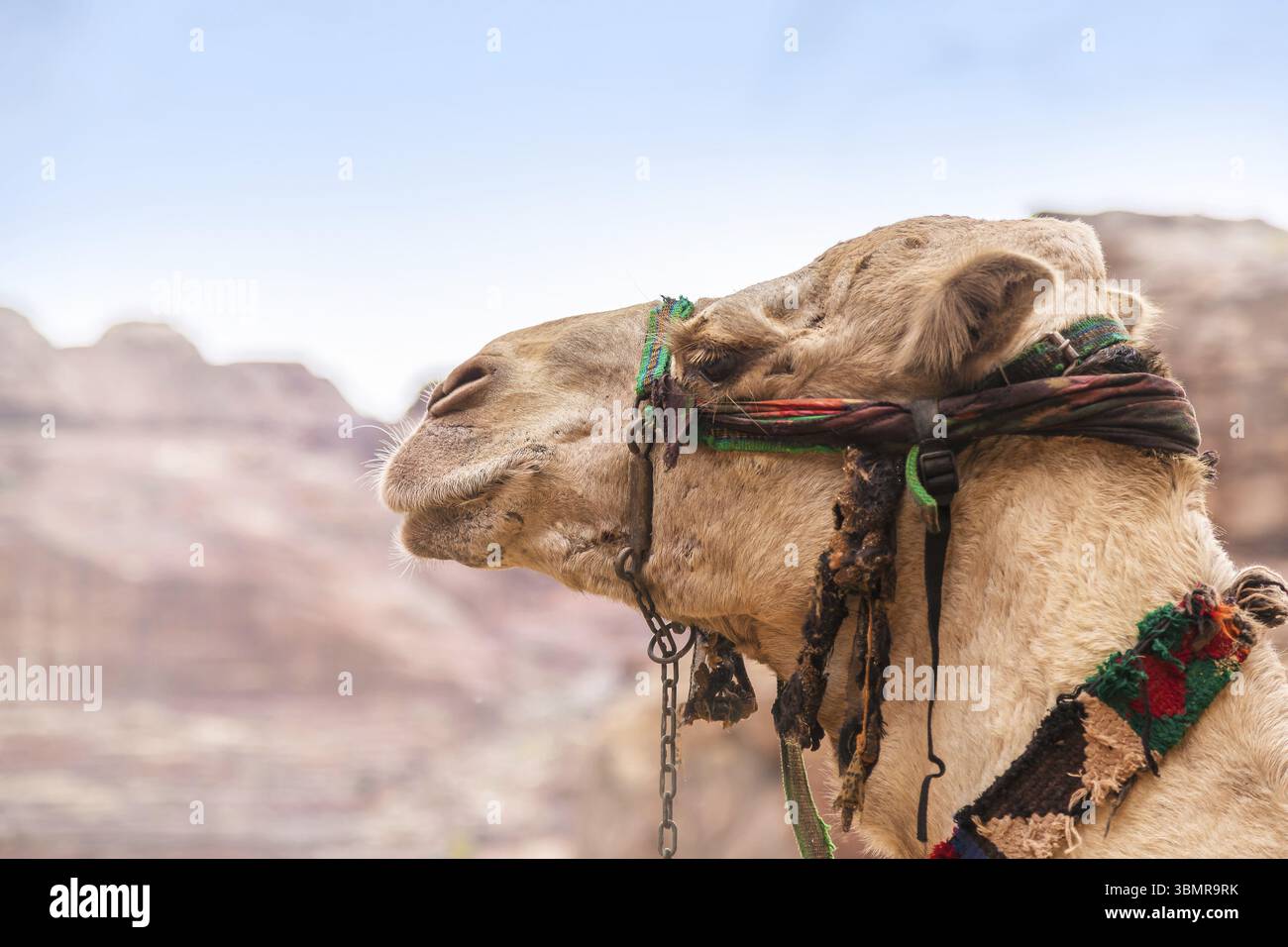 Portrait of a camel closeup on a background of old mountains. Petra is ...