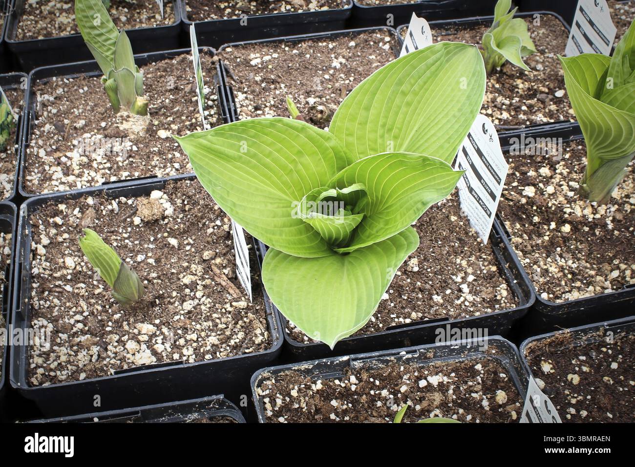 Hosta pots hi-res stock photography and images - Alamy