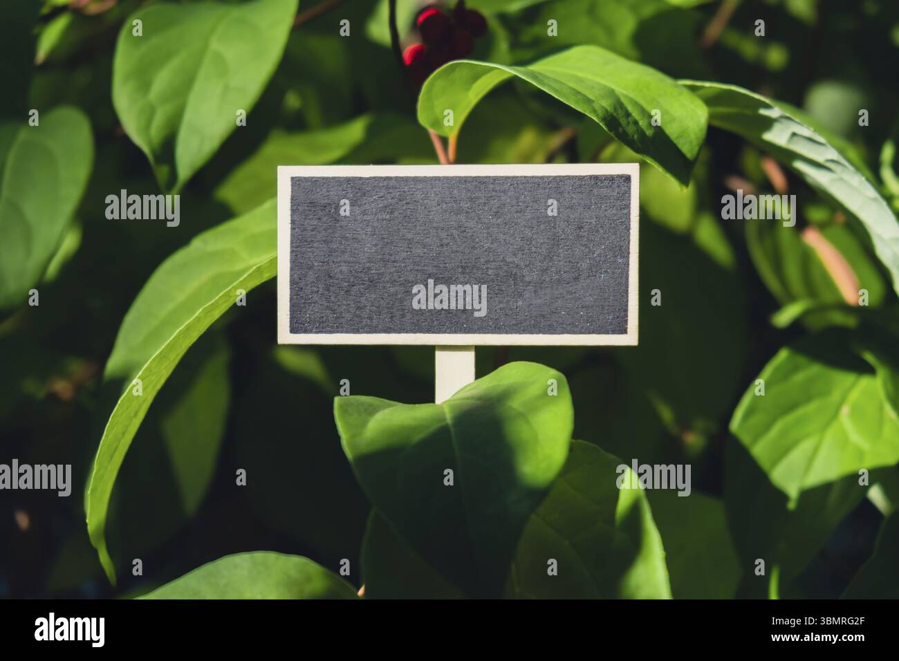 Blank Black billboard against green lemongrass leaves garden. Empty ...