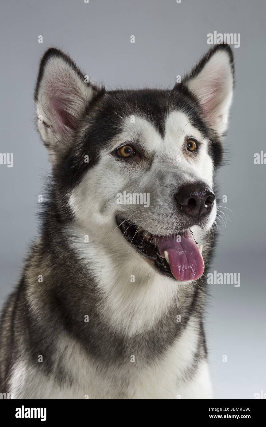 Portrait of siberian husky on gray background. Adult dog Stock Photo ...