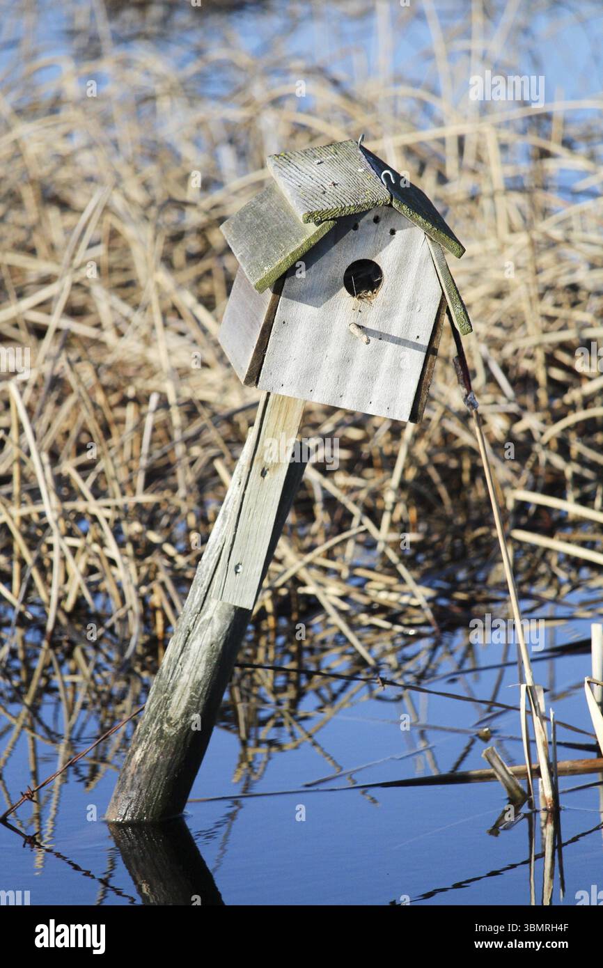 Dried reeds around a rustic birdhouse on a fence Stock Photo - Alamy