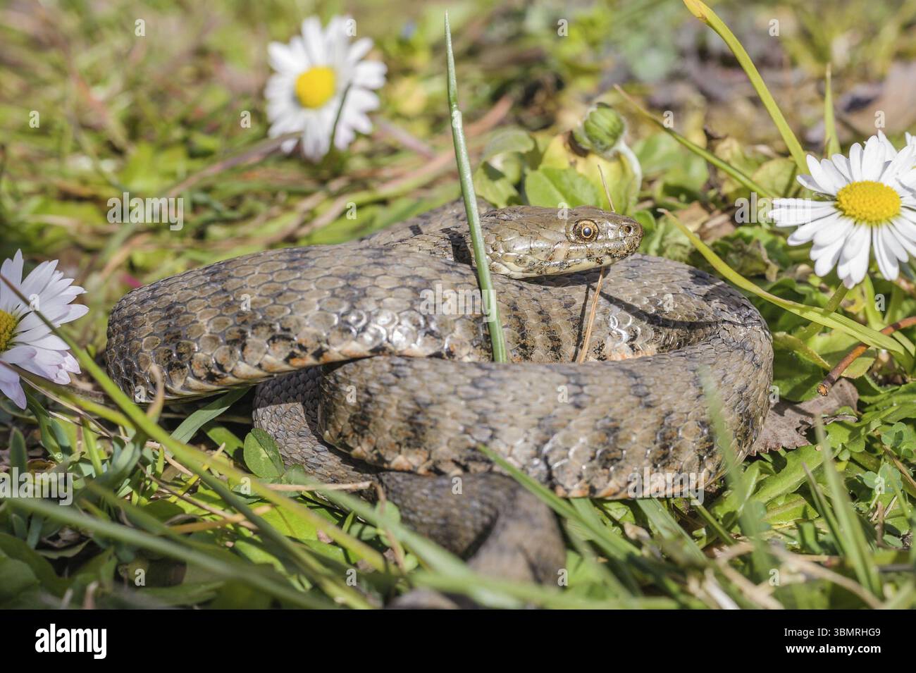 Common viper tooth hi-res stock photography and images - Alamy