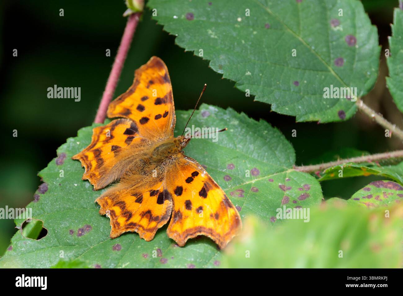 Orange brown upperwings with dark markings hi-res stock photography and ...