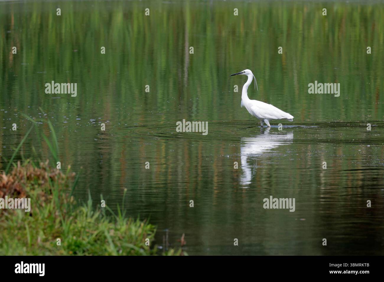 Feet spread on reeds hi-res stock photography and images - Alamy