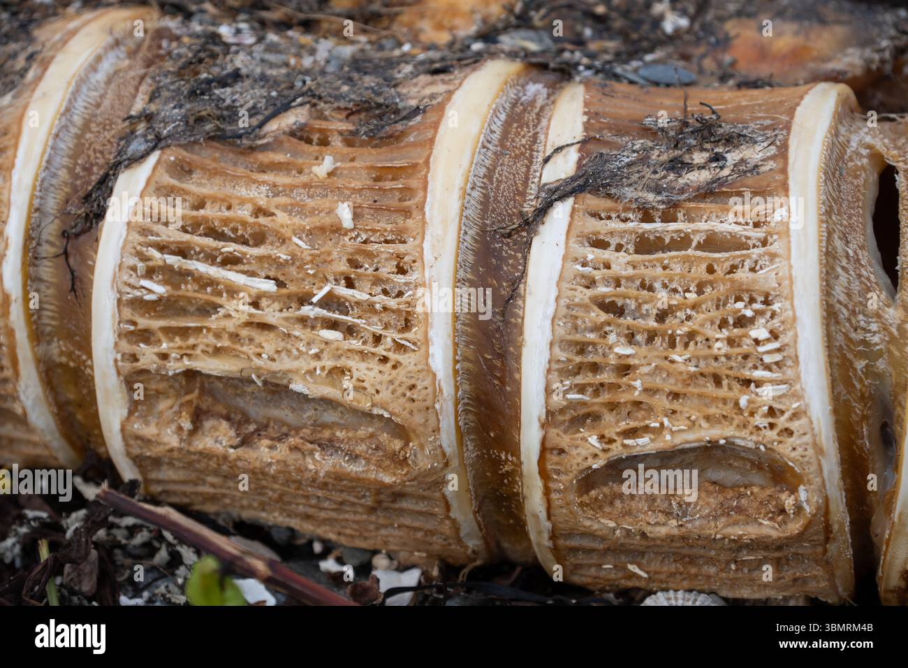 Spinal column and vertebrae of Basking Shark (Cetorhinus maximus ...