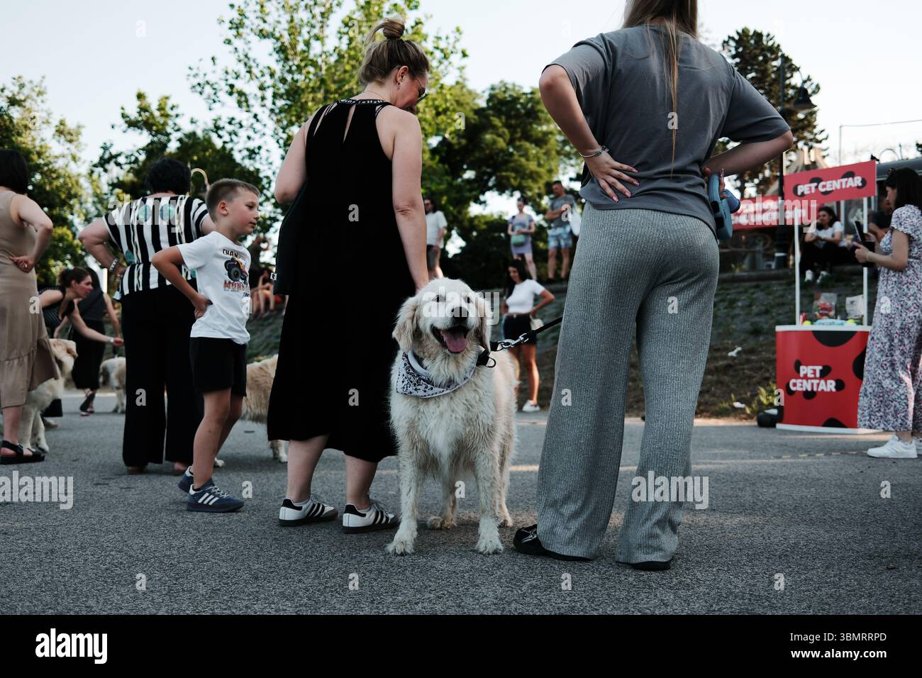 Happy golden retriever posing with a group of people during the Zlatna ...