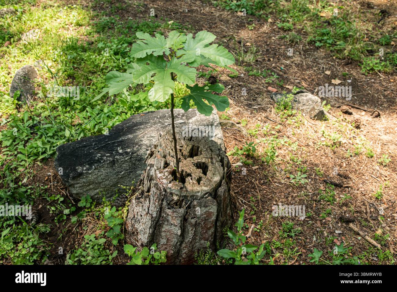 Fig tree sprout emerges from a decaying stump closeup Stock Photo - Alamy