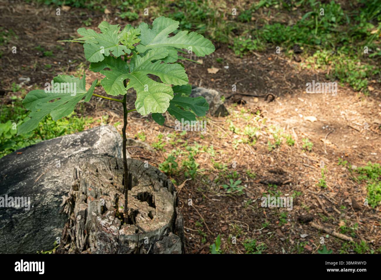 Fig tree sprout emerges from a decaying stump closeup Stock Photo - Alamy