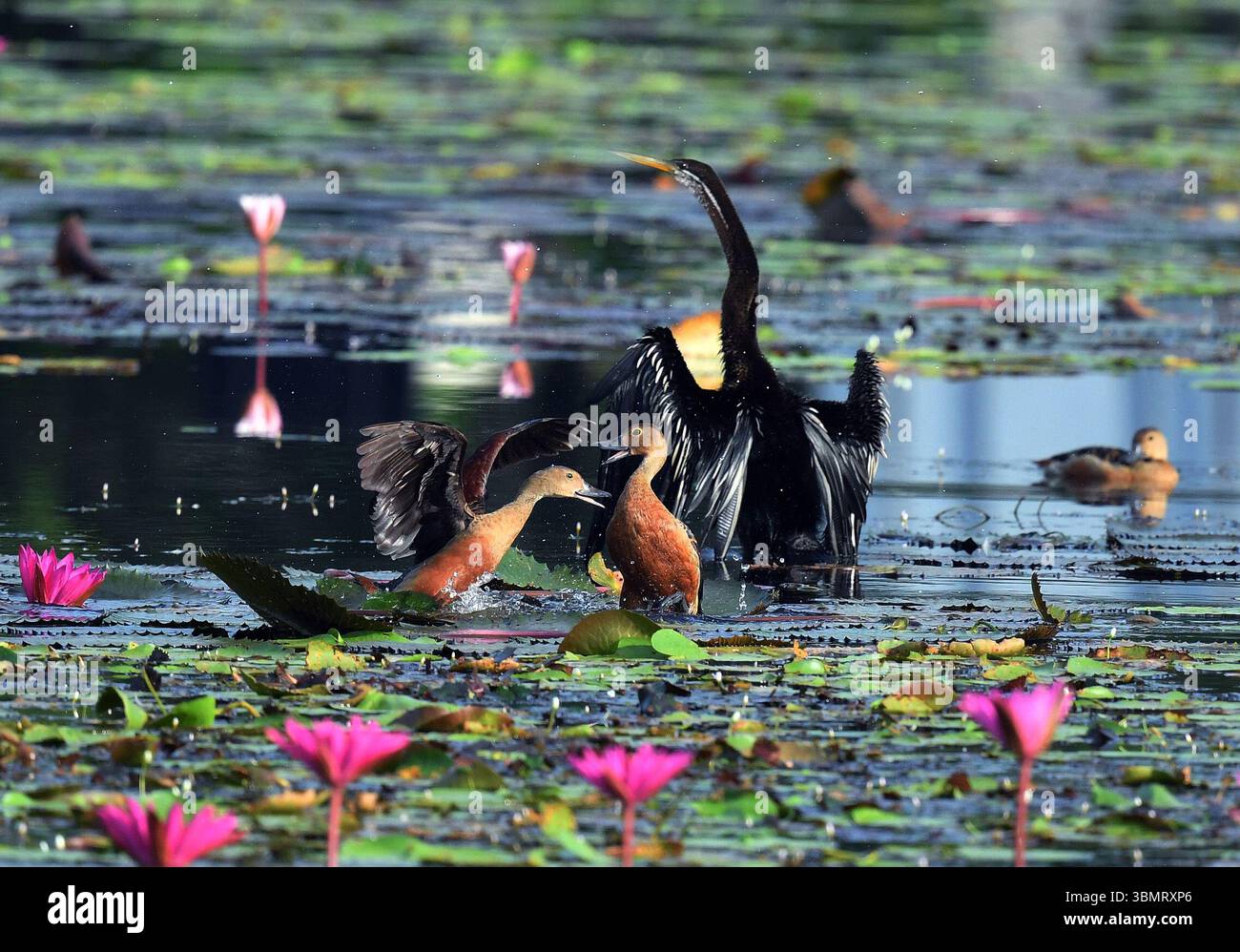 Colombo, Sri Lanka. 28th June, 2025. An anhinga and some lesser ...