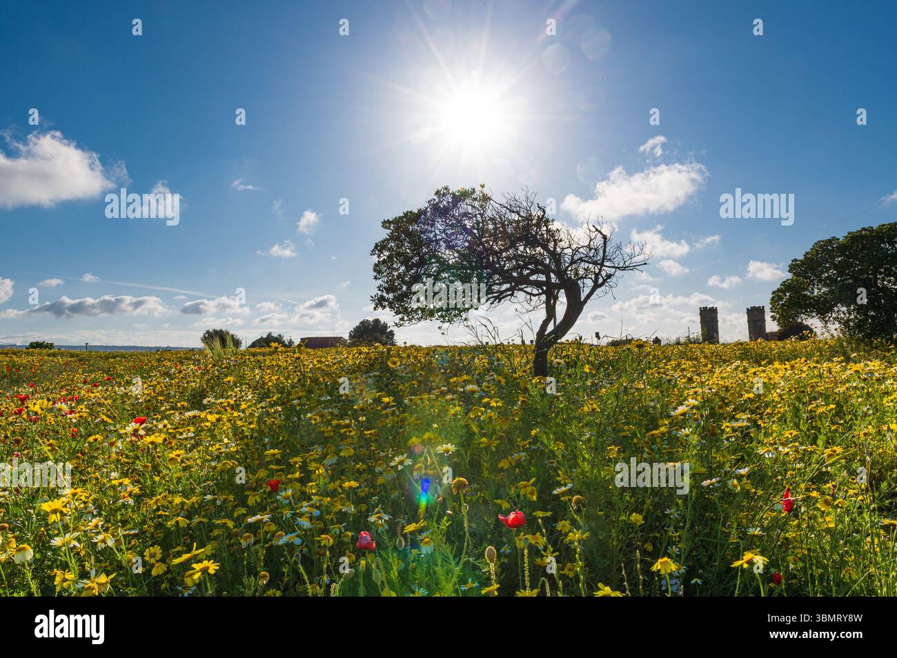 Olive tree backlit by the sun in a colorful meadow full of flowers ...