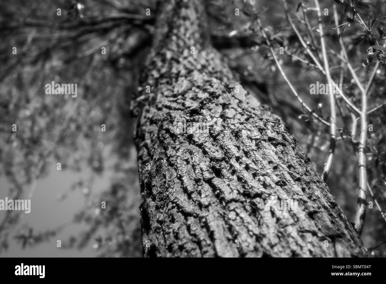 Guardians of the Canopy Stock Photo - Alamy