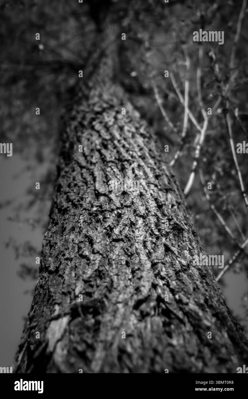 Guardians of the Canopy Stock Photo - Alamy