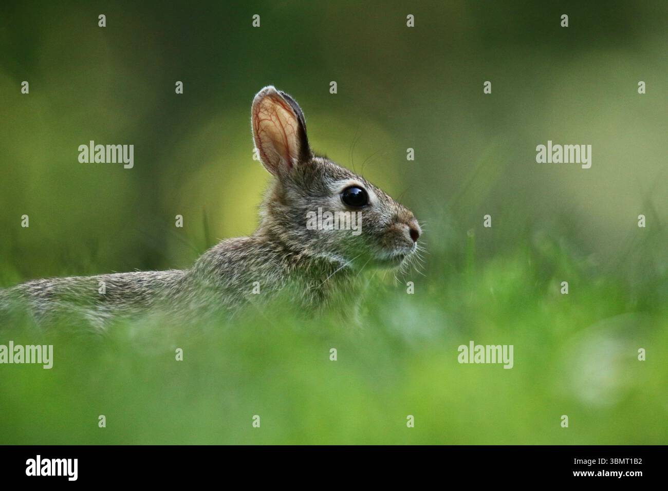 Wild eastern cottontail rabbit (Sylvilagus floridans) feeding in ...
