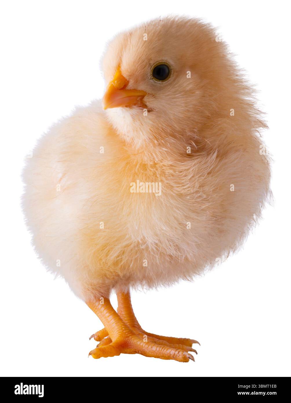 Buff Orpington chicken chick standing up tall with bright gold and ...