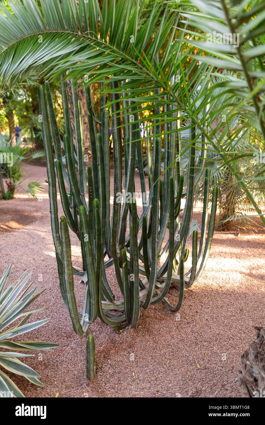 Vertical Cactus Plant in Jardin Majorelle with Sandy Ground and Lush ...