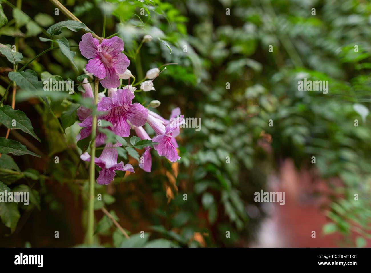 Blooming Pink Trumpet Vine Flowers with Rich Veins and Lush Green Vines ...