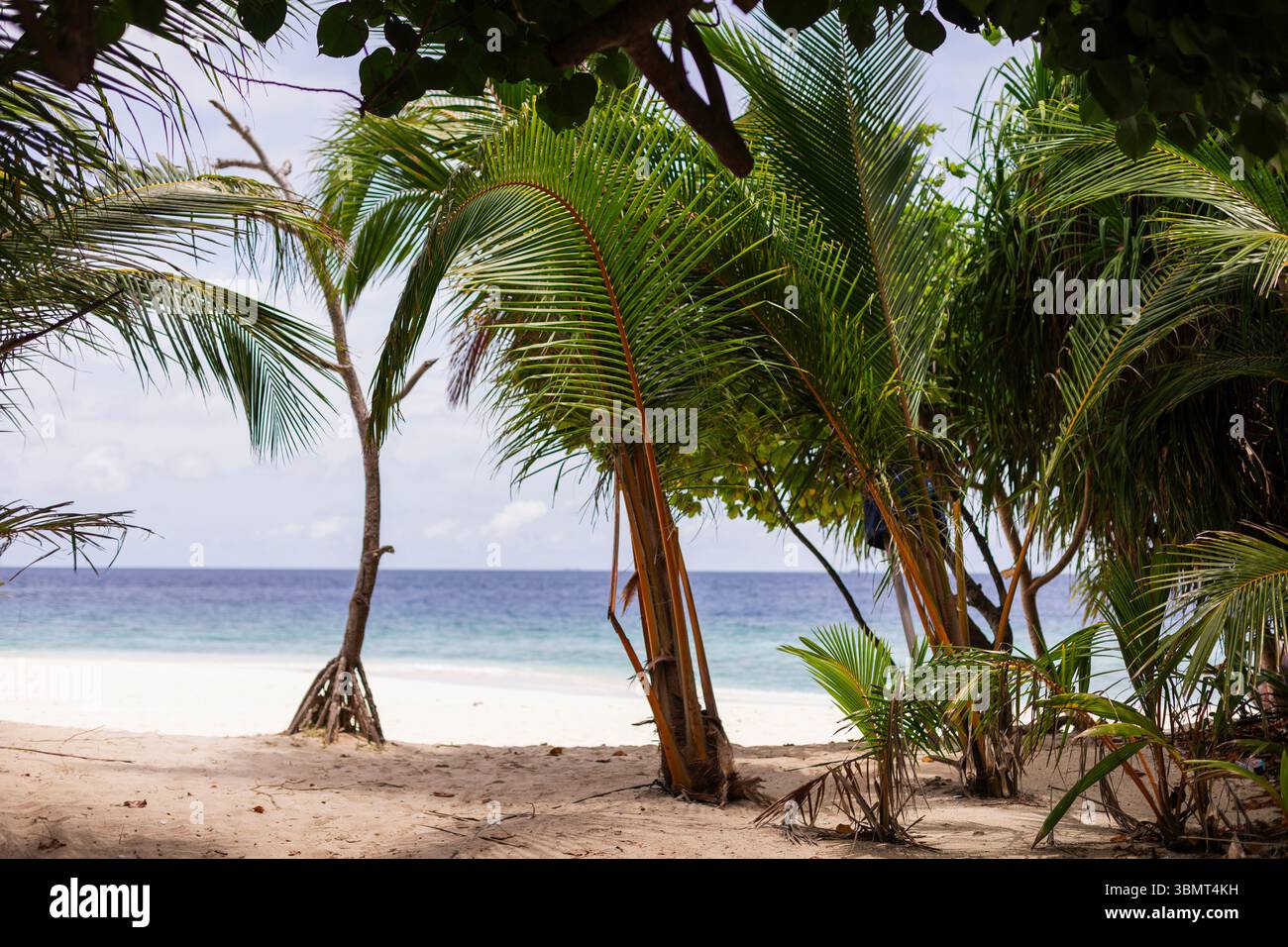 Shaded Palm Trees Overlooking Azure Ocean on White Sandy Shore in ...