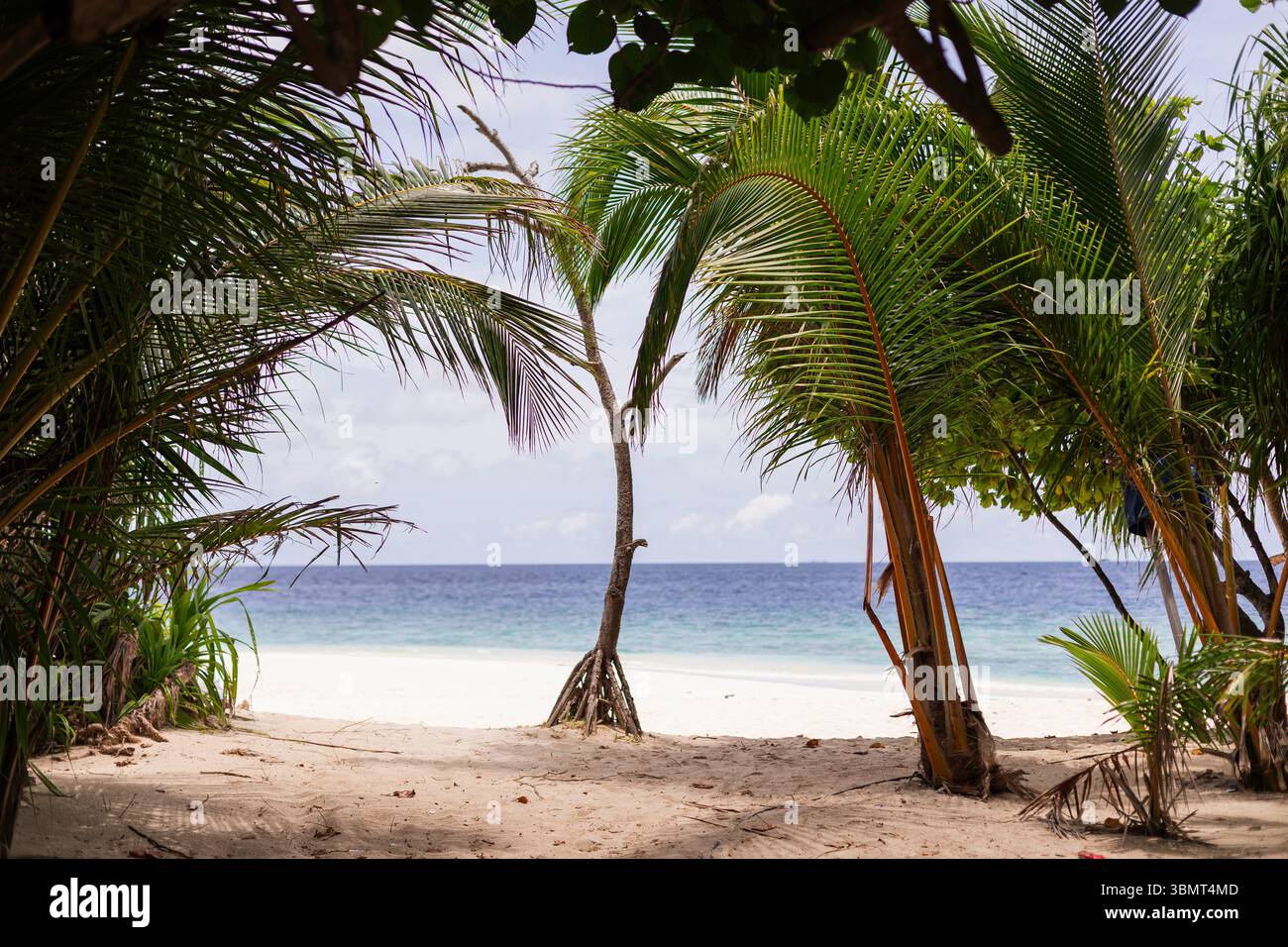 Relaxing View of Coconut Palms on Tropical Shoreline in the Maldives ...