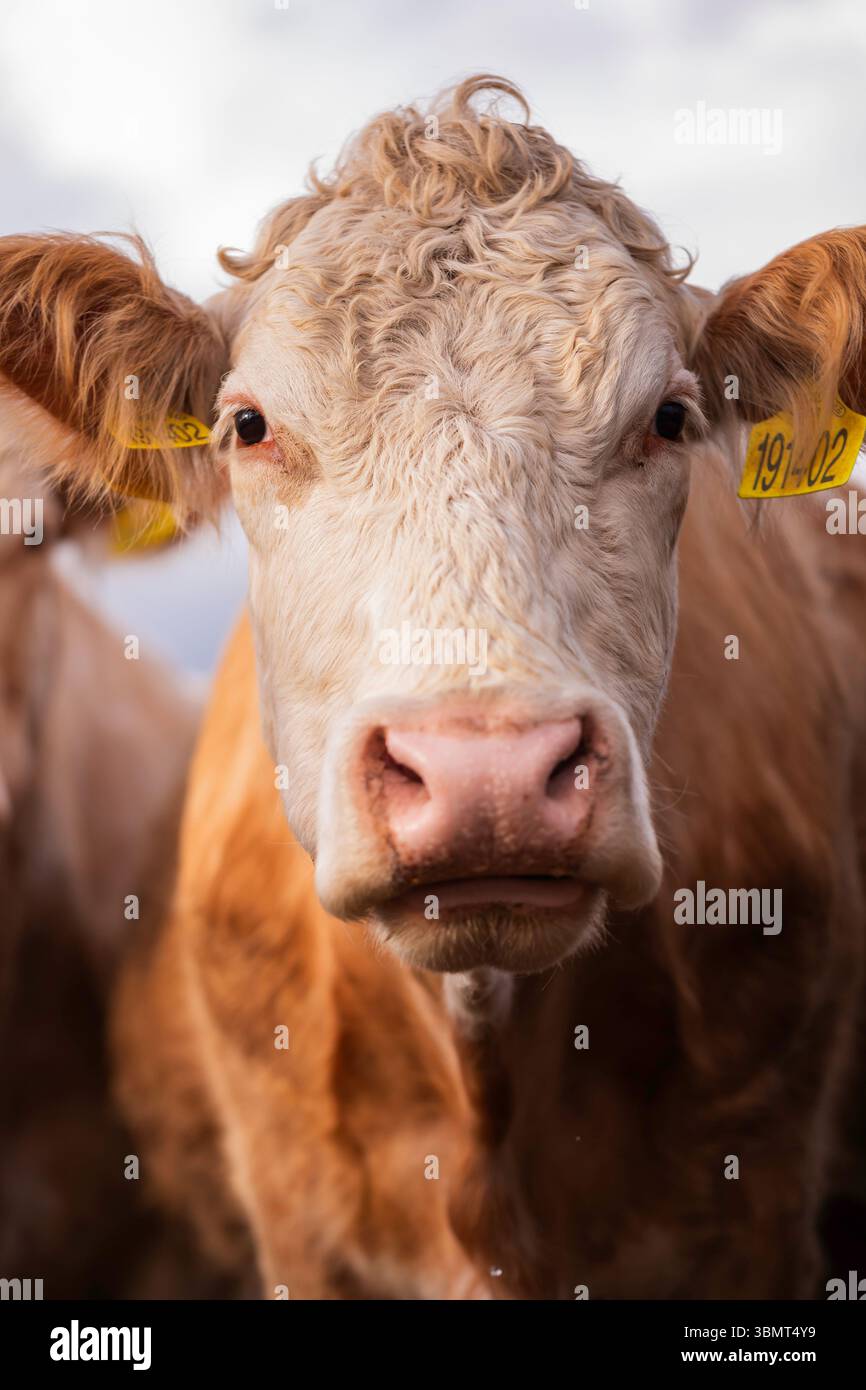 Detailed Close-Up of a Cow's Face Showing Muzzle, Fur Texture, and ...