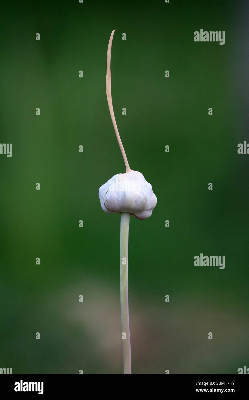 Garlic Allium sativum, also known as common garlic and kitchen garlic ...
