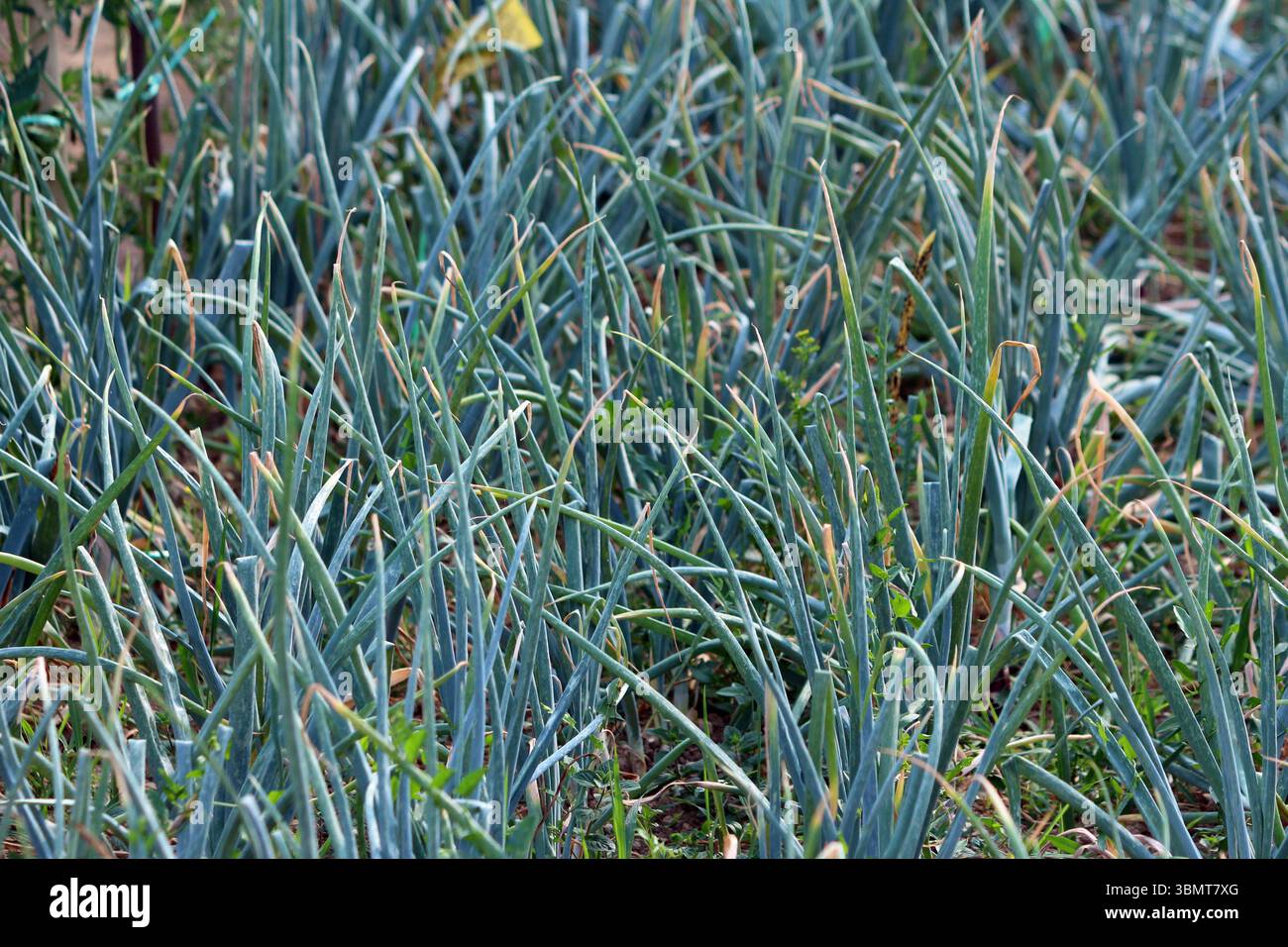 Onion Allium cepa, also called bulb onion and common onion, forms a ...