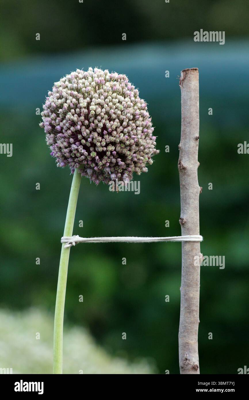 Onion Allium cepa, also called bulb onion and garden onion, displays a ...