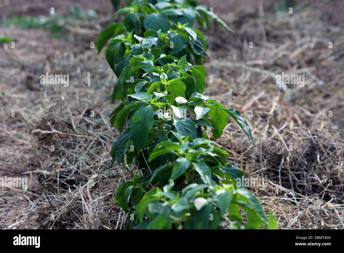 Pepper Capsicum annuum, also called sweet pepper and bell pepper, forms ...