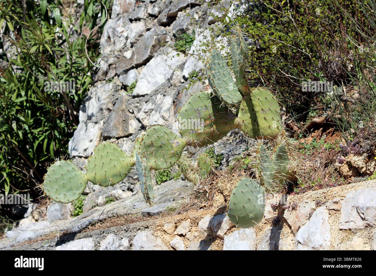Prickly pear cactus Opuntia ficus-indica, also called Indian fig and ...