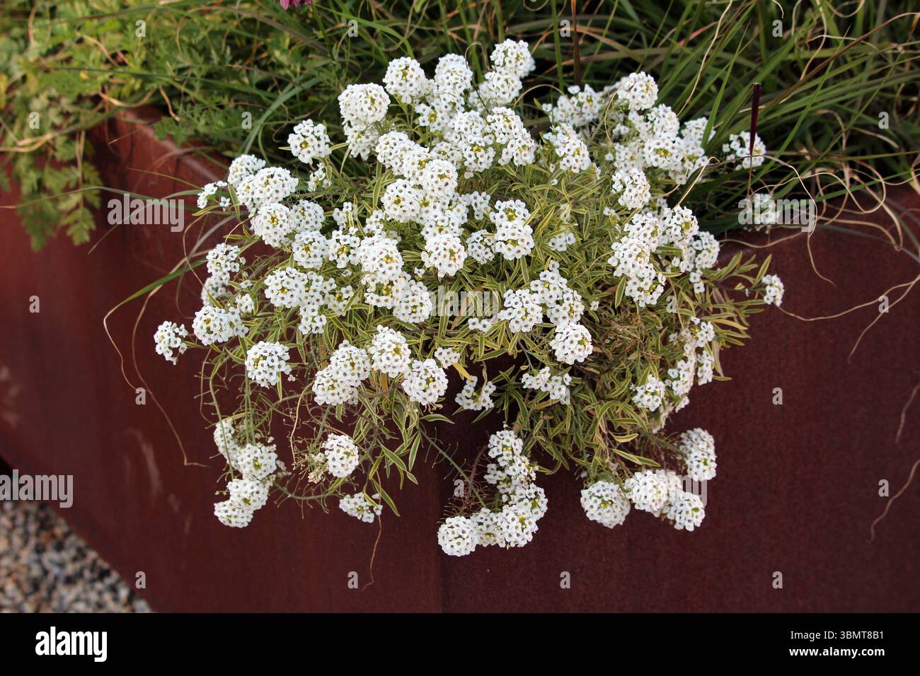 Dense cluster of white blossoms hi-res stock photography and images - Alamy