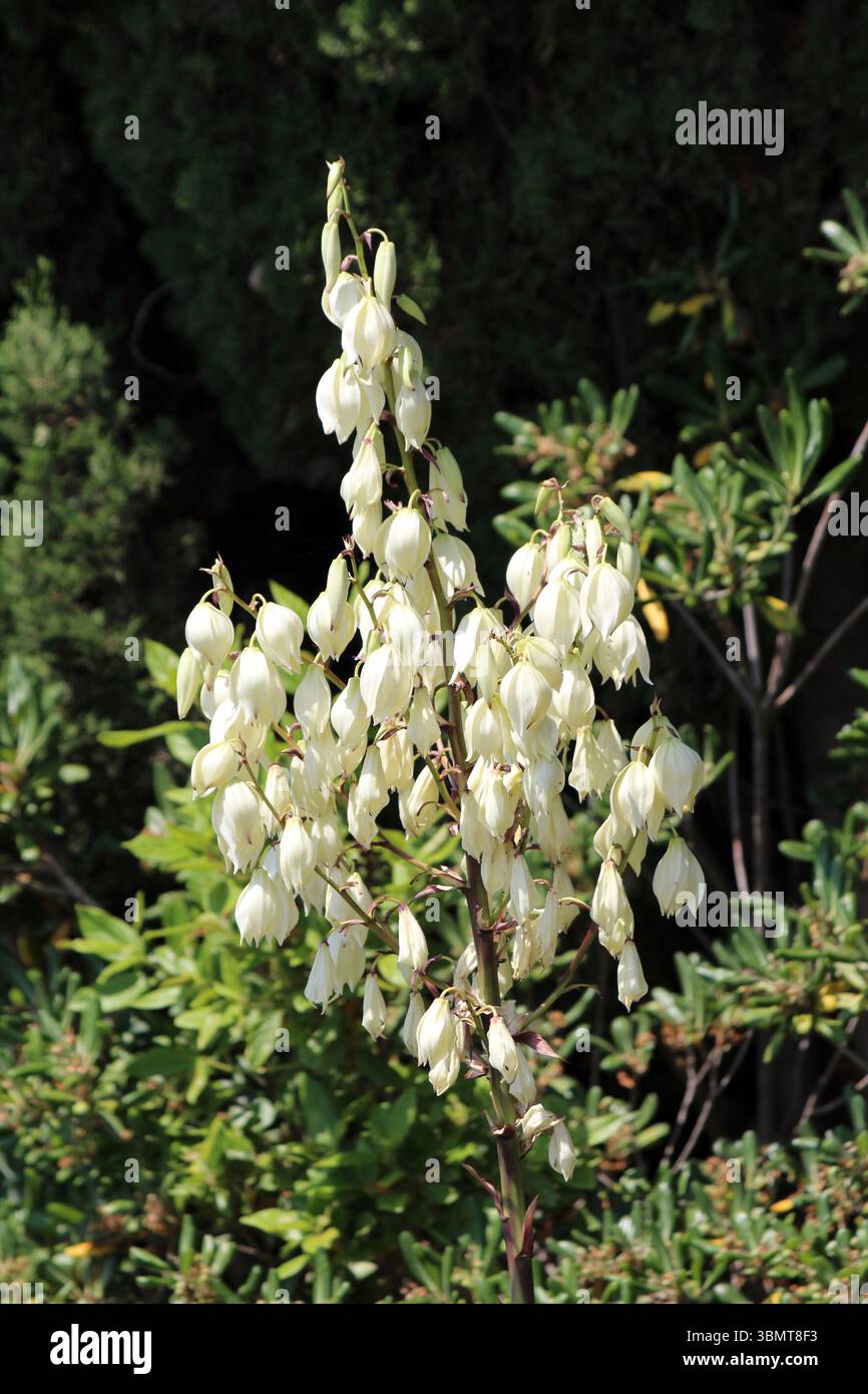 Yucca Yucca filamentosa, also called Adam’s needle and Spanish bayonet ...