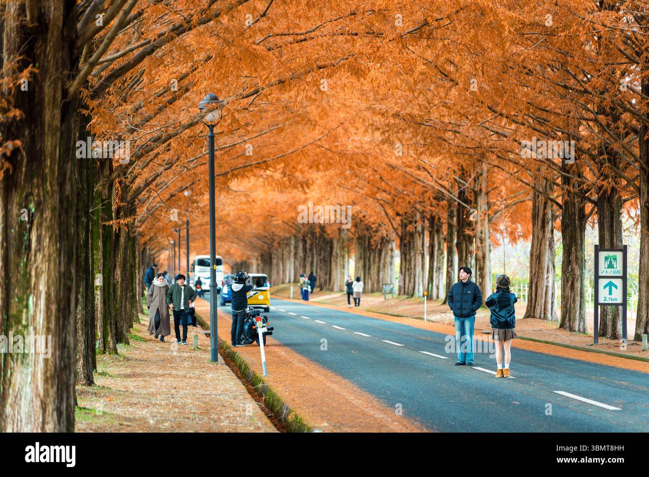 Makino forest hi-res stock photography and images - Alamy