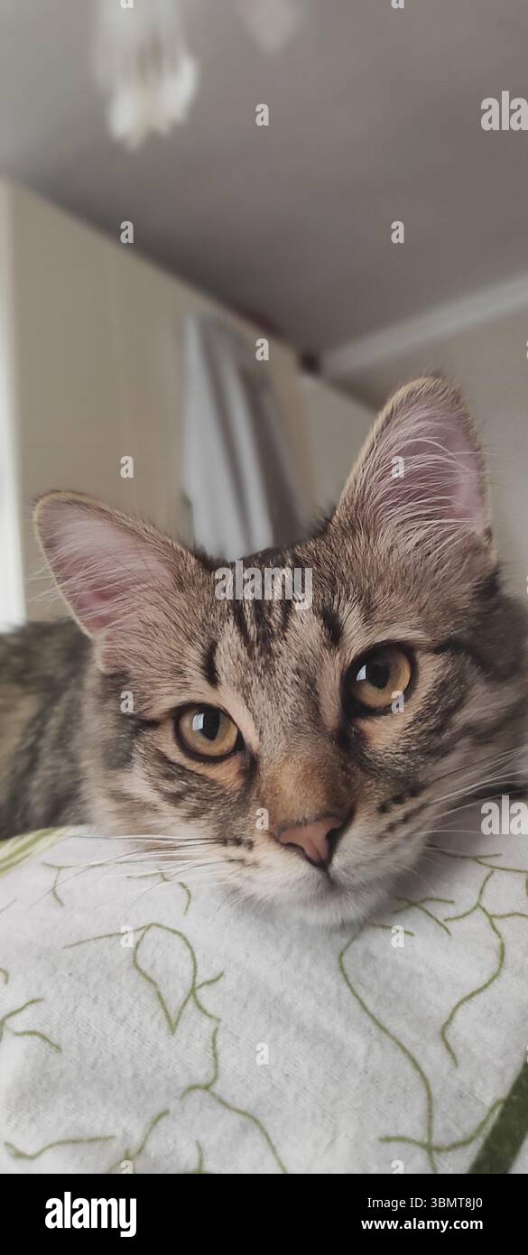 Close look at cat hi-res stock photography and images - Alamy