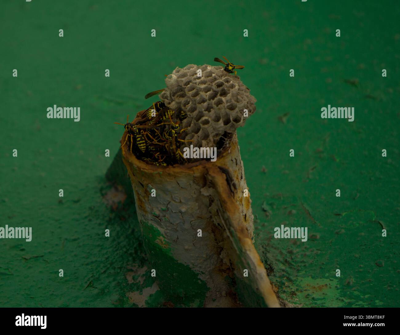 Old boat with beehive Stock Photo - Alamy