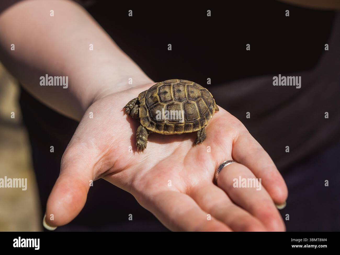 Turtle on the palm Stock Photo - Alamy