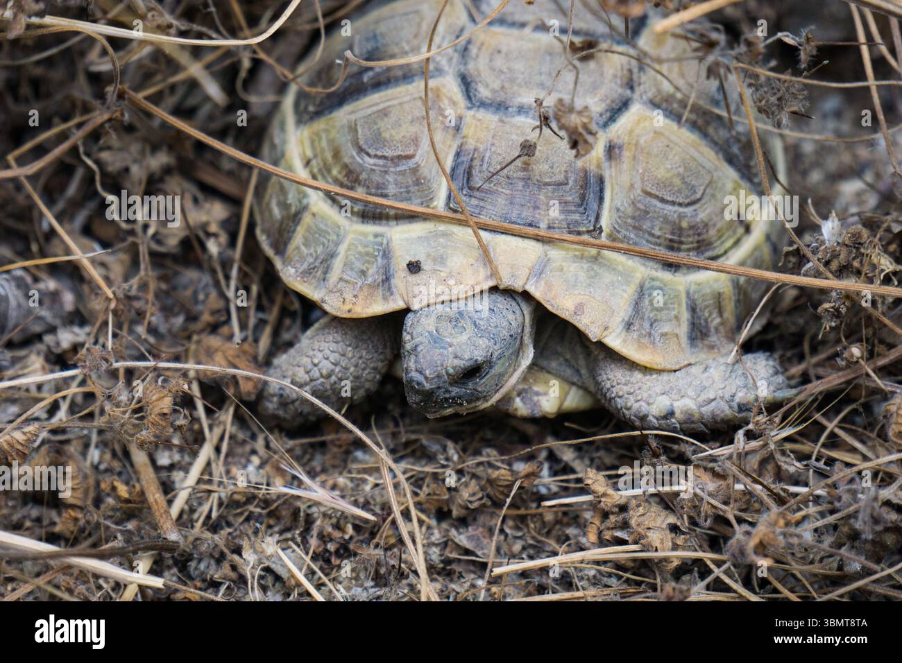 Turtle on the ground Stock Photo - Alamy