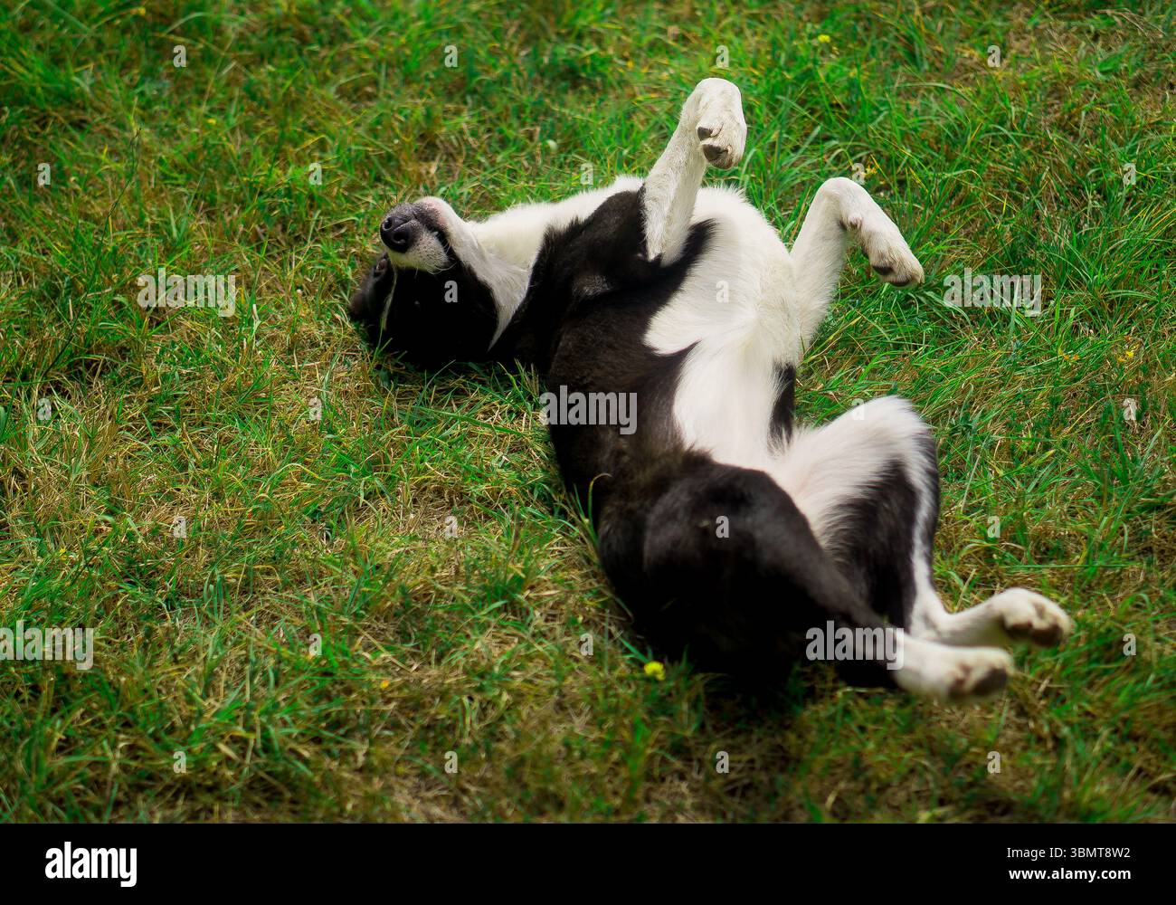 Joyful pets hi-res stock photography and images - Alamy