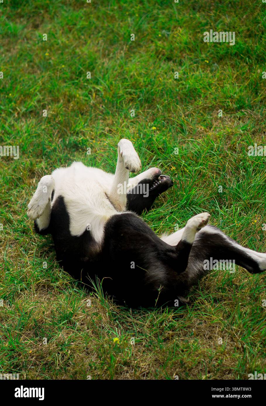 Joyful pets hi-res stock photography and images - Alamy