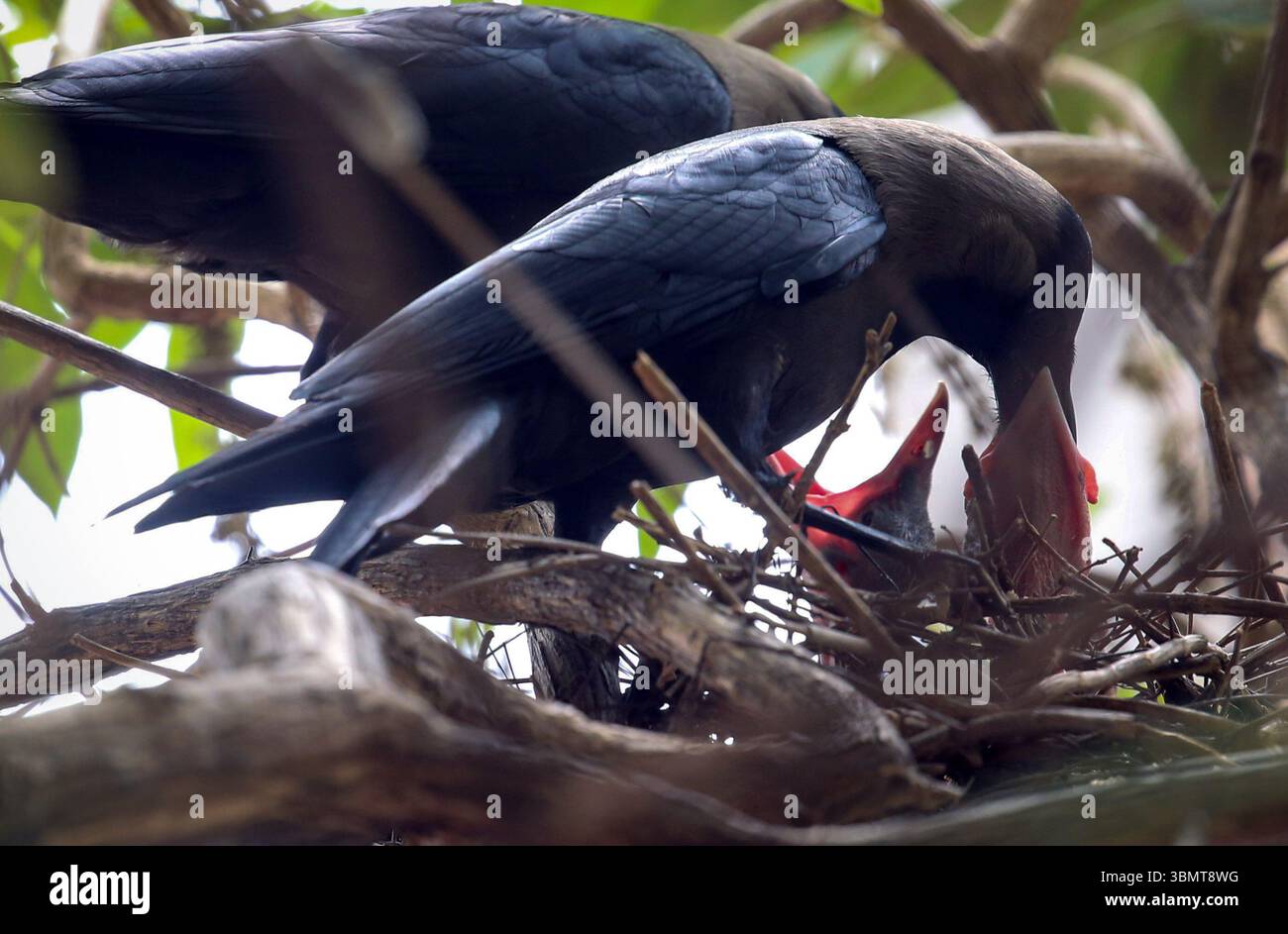 June 28, 2025: A House crow feeds its chicks at a nest in Kathmandu ...