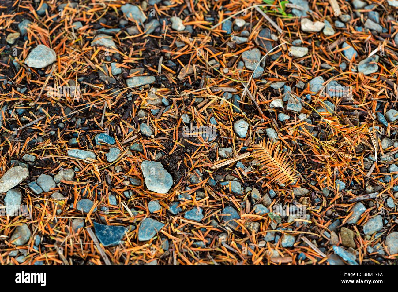 Detailed texture of fallen Dawn Redwood (Metasequoia) needles and ...