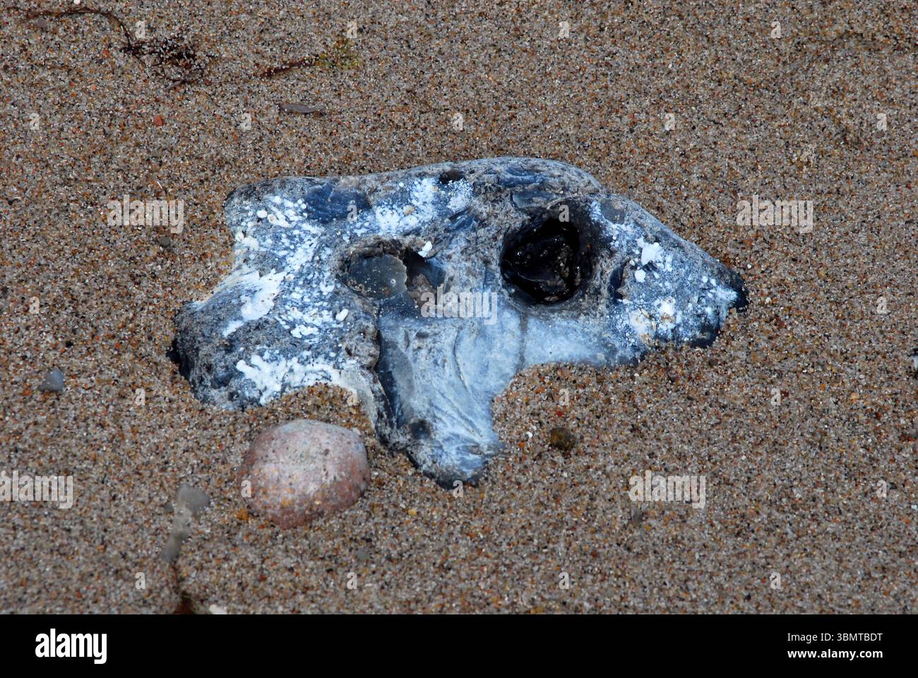 Weathered flint with distinctive hole patterns in sand on a Baltic Sea ...