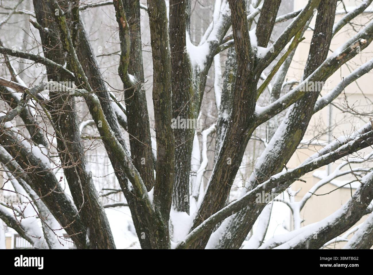 Snow-covered tree trunks in winter, close-up of branching limbs with ...