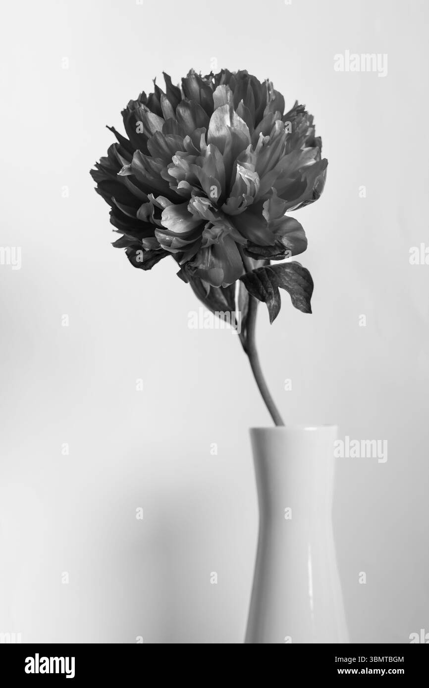 Contemporary floral interior Black and White Stock Photos & Images - Alamy