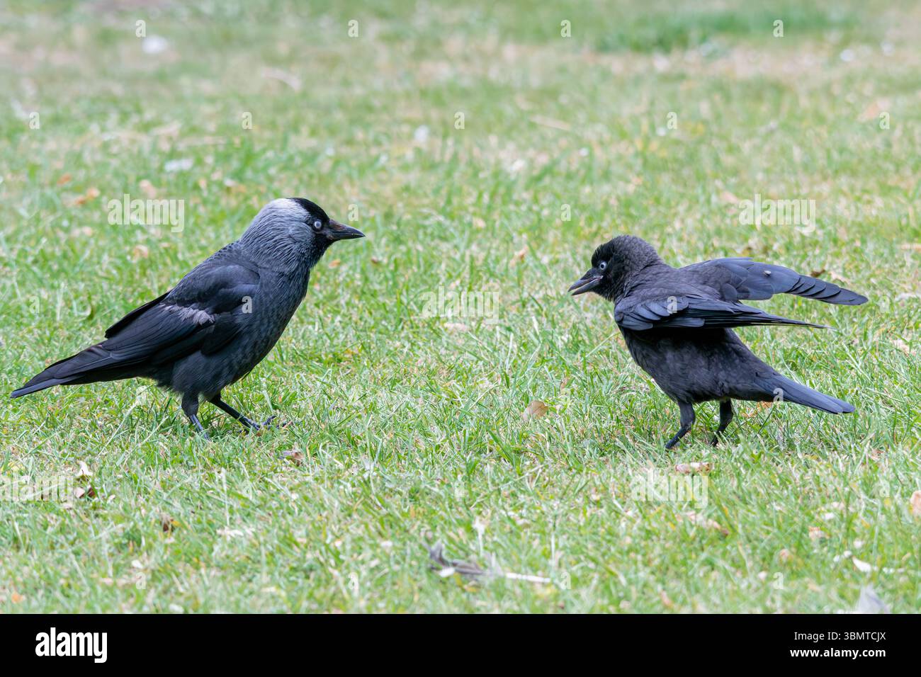 Jackdaw (Coloeus monedula) with its chick on grass, England, UK, during ...