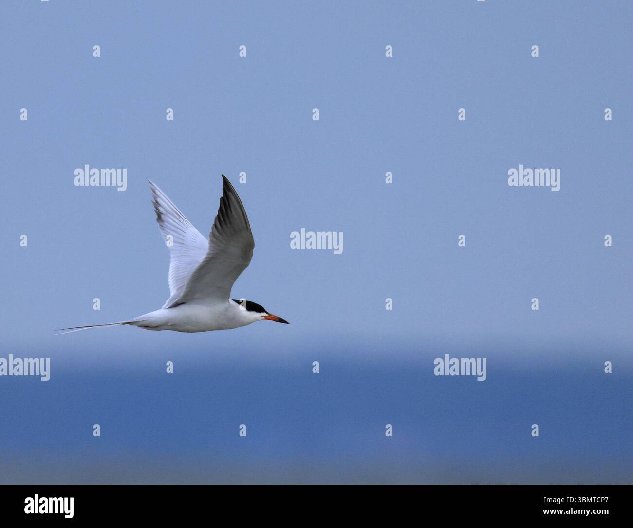 One Common Tern, Sterna hirundo, flying from left to right with a ...