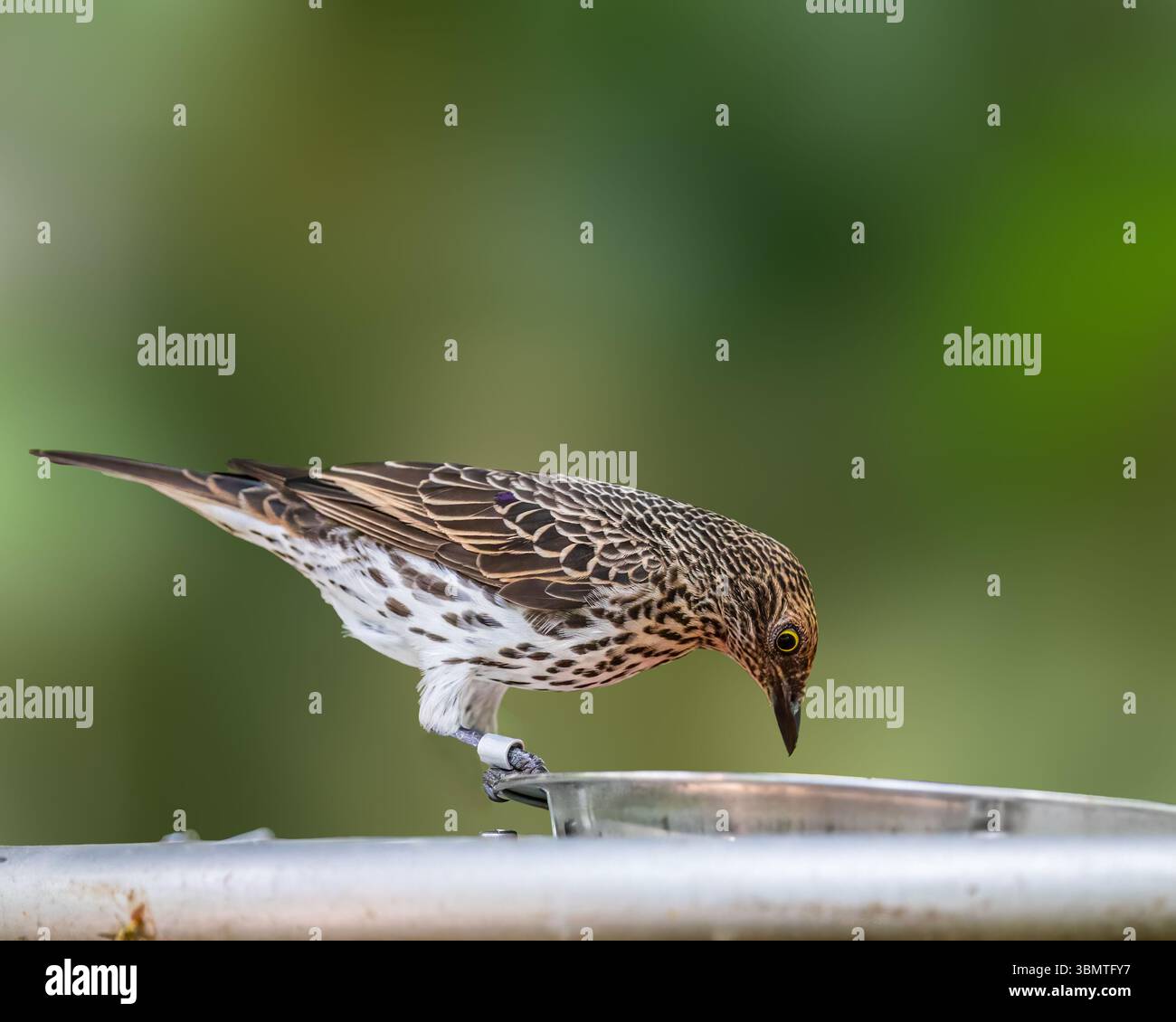 Violet back starling hi-res stock photography and images - Alamy