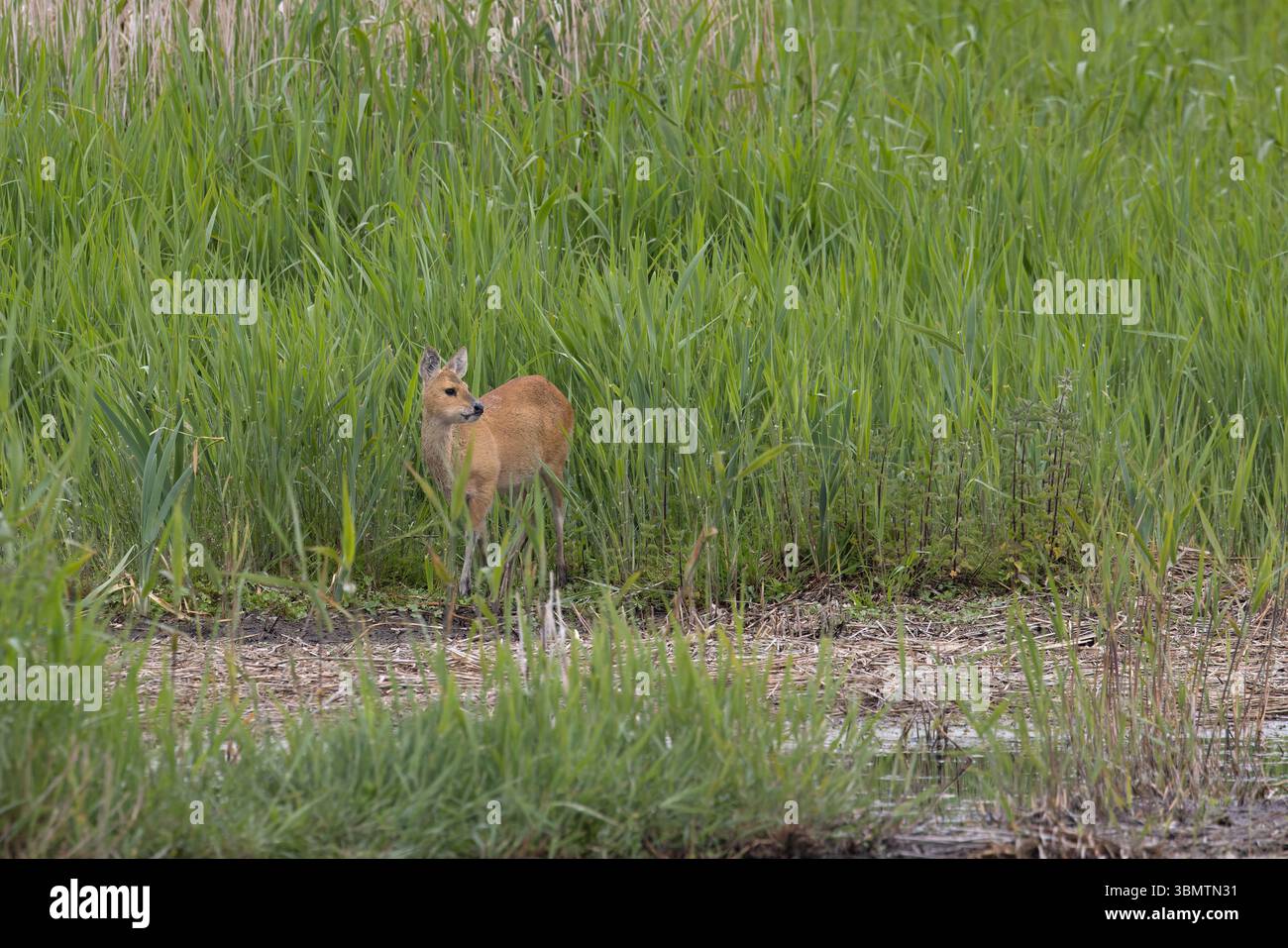 Chinese Water Deer (Hydropotes inermis) Norfolk May 2025 Stock Photo ...