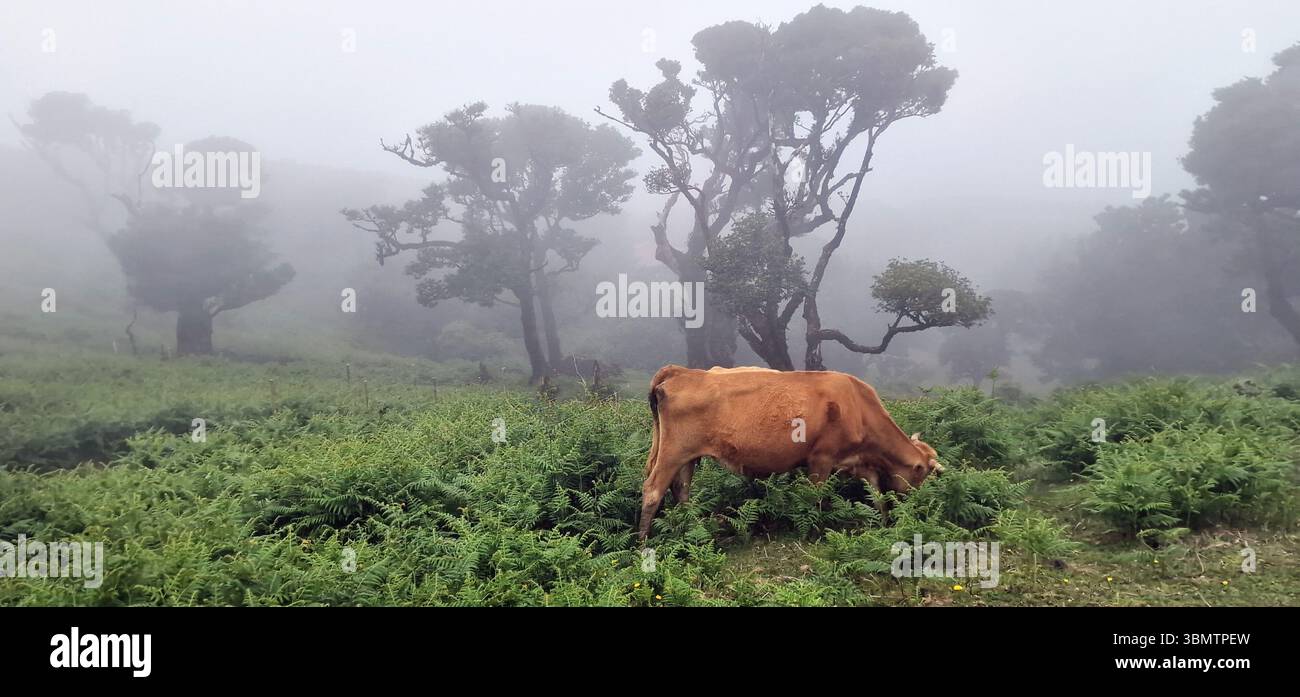 Fanal laurel forest in the fog with gazing cows, Madeira, Portugal ...