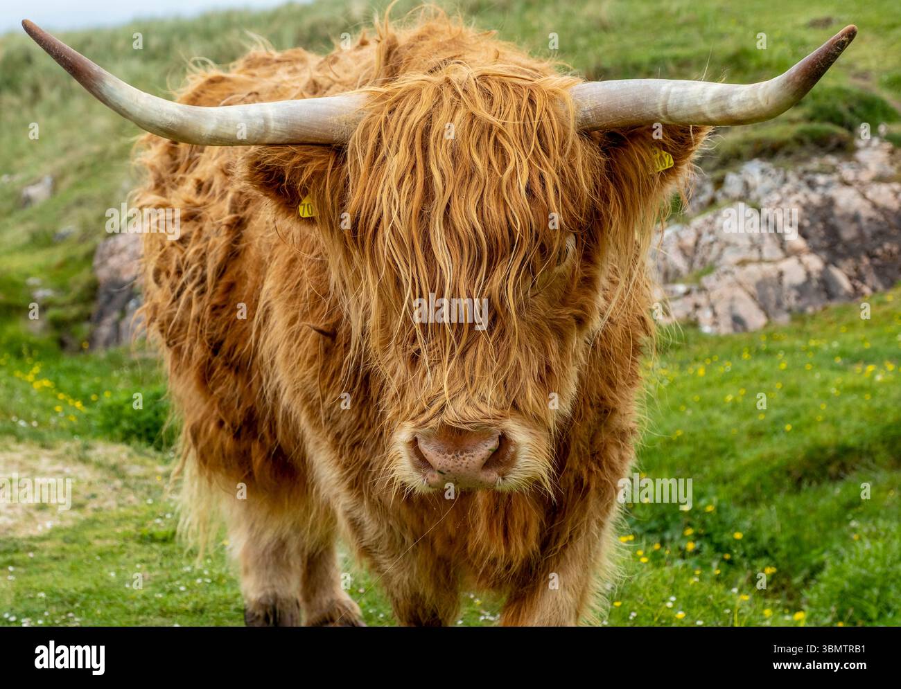 Highland cow, Luskentyre, Isle of Harris, Outer Hebrides, Scotland ...