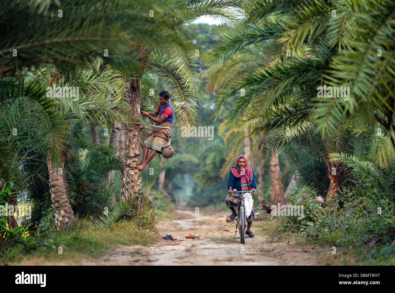 Rural Bengal winter scene of people collecting date palm sap to make ...