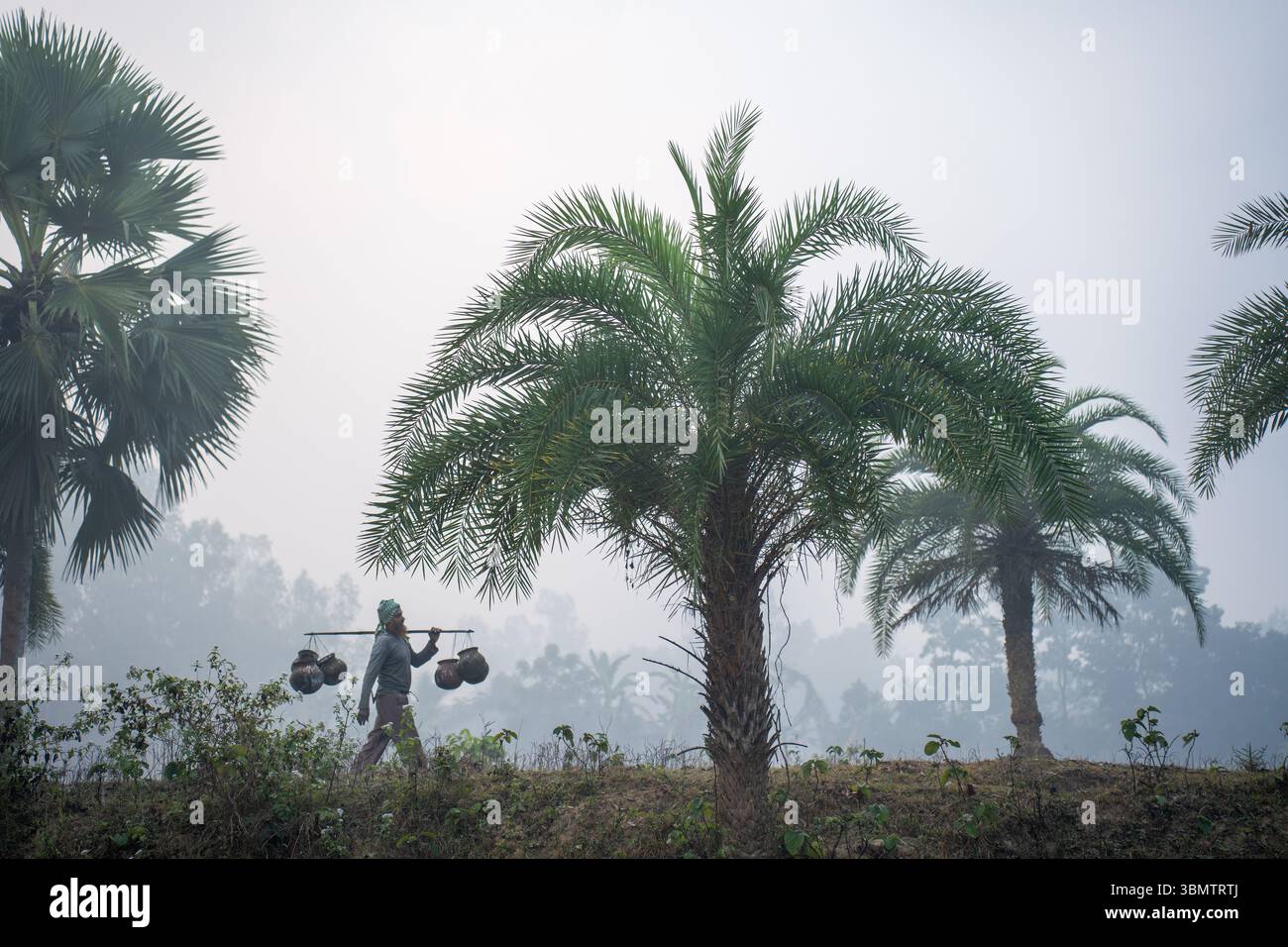 Rural Bengal winter scene of people collecting date palm sap to make ...